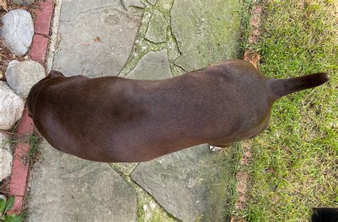 Follicular Dysplasia Cellos Corner