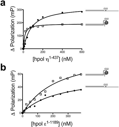 Figure 1 From Evidence For The Kinetic Partitioning Of Polymerase