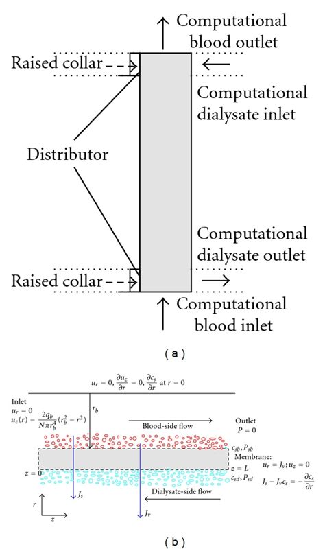 A Schematic Of A Typical Hollow Fiber Dialyzer Module With The Download Scientific Diagram