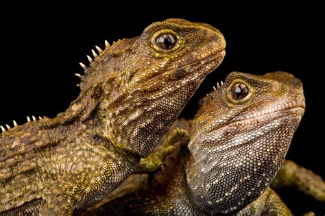 Alligators Are Always Erect And More Weird Reptile Genitalia National Geographic