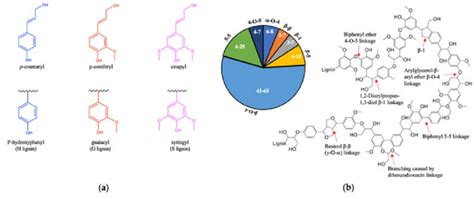 Relative Structures Of Three Monomeric Subunits In Lignin A Linkage Download Scientific