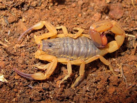 Brazilian Yellow Scorpion Tityus Serrulatus Arachnids Venomous