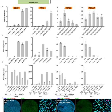 Restoration Of The Definitive Endoderm Differentiation Capacity Of Download Scientific Diagram