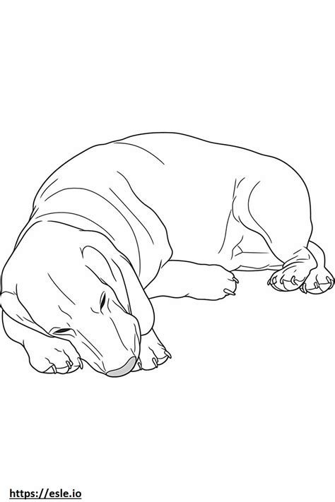 Basset Hound Sleeping Coloring Page