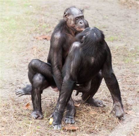 Mmm Steamy Monkey Sex R Mongolianmonkeyporn