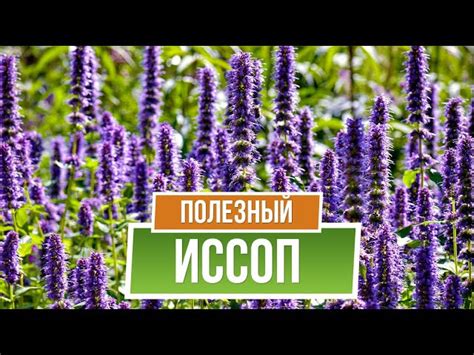Иссоп: описание, внешний вид, полезные свойства, сфера использования и ...