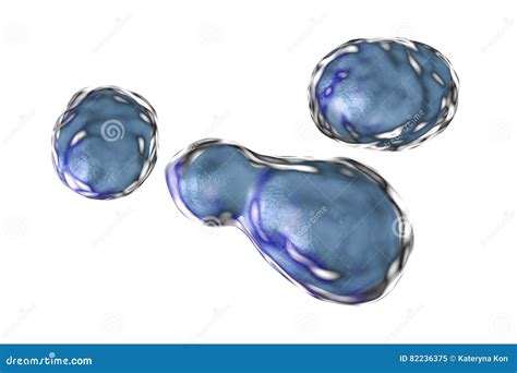Cryptococcus Neoformans Membrane Cell Wall And Capsule Diagram Cartoon Vector Cartoondealer