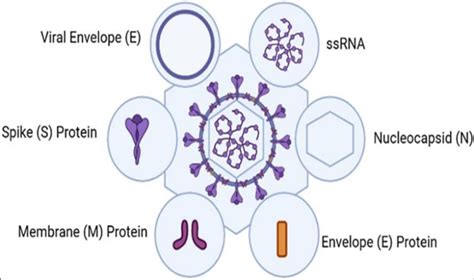 Structure Of Sars Cov 2 Download Scientific Diagram