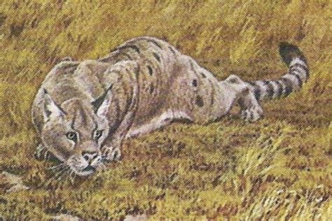 Pseudaelurus ~ Detailed Information Photos Videos