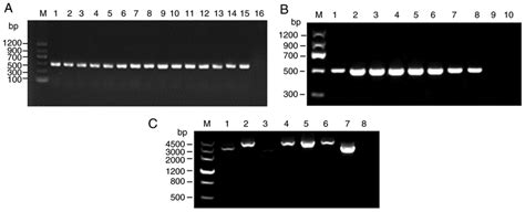 Pcr For Integrin And Multi Locus Sequence Typing A And B In Total Download Scientific