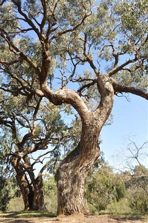 Eucalyptus Macrorhyncha Buy Online Red Stringybark Tree Tube Stock