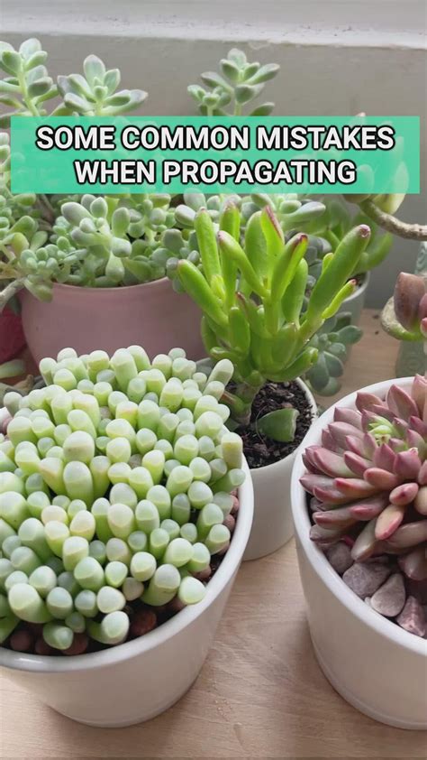 Common Problems With Succulent Propagation Artofit