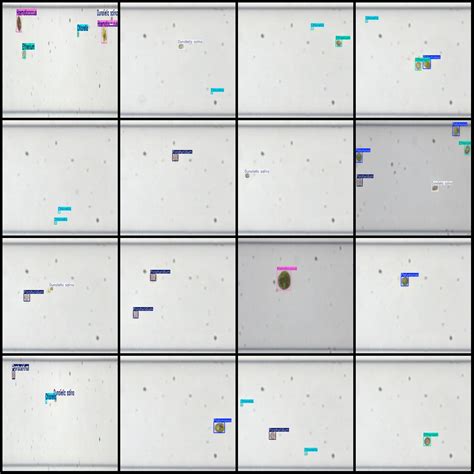 使用目标检测yolo11去训练微藻细胞检测数据集yolo格式703张6类别步骤和流程 腾讯云开发者社区 腾讯云