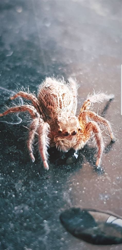 129 Best Itsy Bitsy Spider Images On Pholder Pics Spiderbro And Spiders