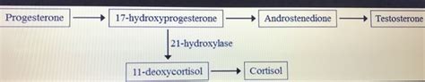 Solved The Attached Diagram Cortisol Synthesis Pathway
