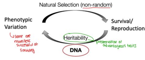 Theme 4a Mendelian Inheritance Chapter 9 Flashcards Quizlet
