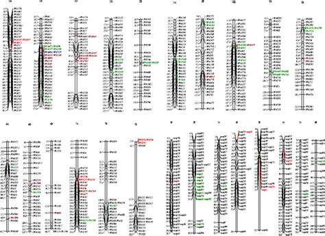 Chromosome Locations Of Snp Markers Significantly Associated With Leaf Download Scientific