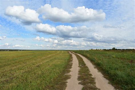 Landscape Field Of Green Grass Forest Areas A Flock Of Birds Stock