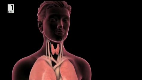 Заболявания на щитовидната жлеза Българска национална телевизия