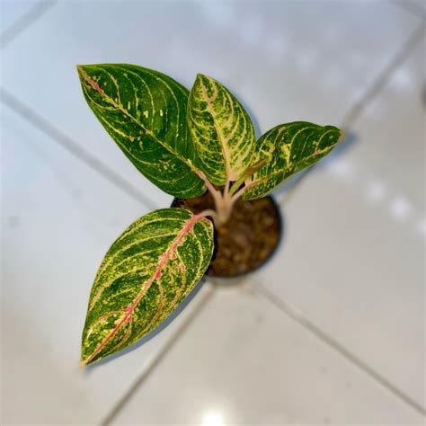 Jual Aglaonema Madame Soeroyo Shopee Indonesia