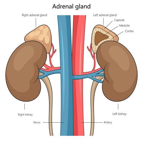 Adrenal Cortex Anatomy