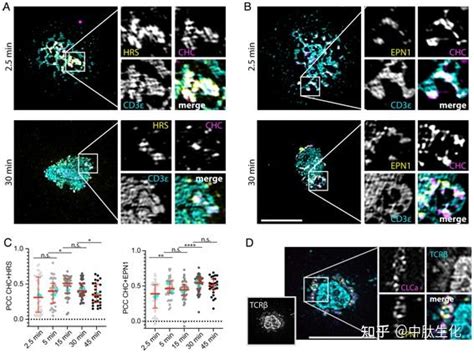 Pnas：新研究揭示网格蛋白在免疫突触中起着关键作用 知乎