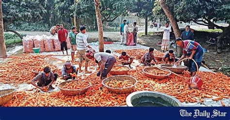 Vegetable Cultivation Shows Promise In Pabna The Daily Star