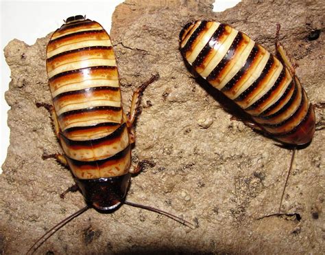 The Halloween Hissing Cockroach Elliptorhina Javanica Heart Leaf