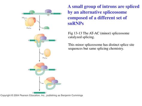 Ppt Chapter 13 Rna Splicing Powerpoint Presentation Free Download Id6146957