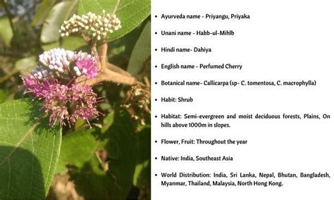 Callicarpa All You Need To Know Medicinal Plants Medicinal Herbs Botanical