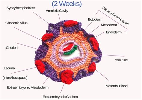 Crocheted Embryo Models Featured Artwork From The Node BSDB Virtual Art Exhibition The Node