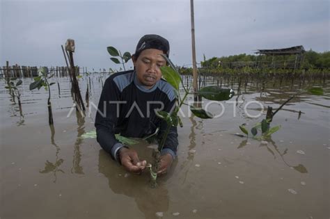 Mangrove Pantai Pasir Putih Karawang Antara Foto Mangrove Pantai Pasir Putih Karawang Antara Foto