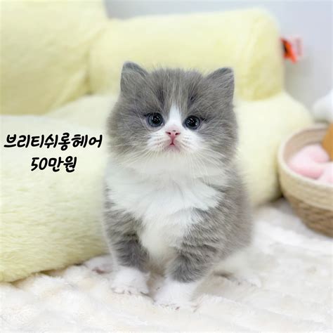 고양이분양 고양이입양 고양이분양전문 고양이 서울고양이분양 전국고양이분양 먼치킨분양 브리티쉬숏헤어분양 랙돌분양 골드 브리티쉬숏헤어 60만원 분양중입니다 추가금 없어요