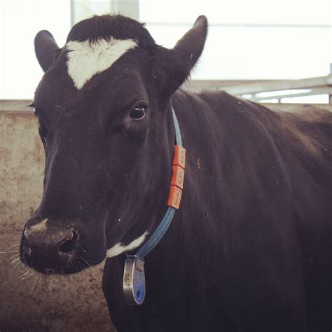 Babe Bug S Dreams That Is The Most Beautiful Cow Picture That I Have