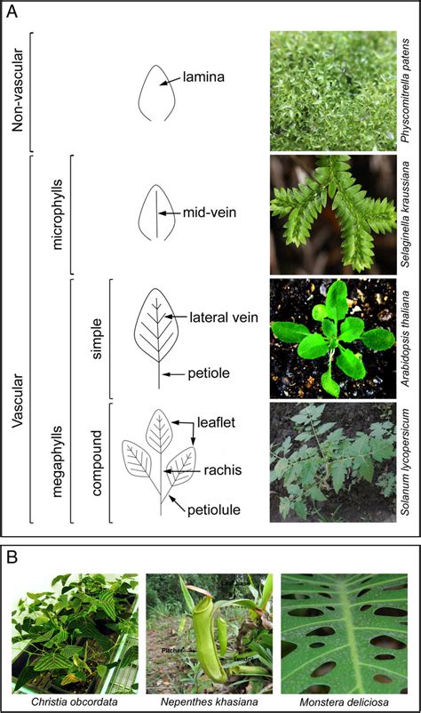 Diversity In Leaf Forms Across Land Plants A Selected Download Scientific Diagram
