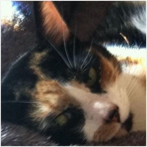 Calico Kitty Love Calico Kitty Crazy Cats