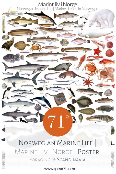 Norwegian Marine Life Marint Liv I Norge Poster Gone71° N