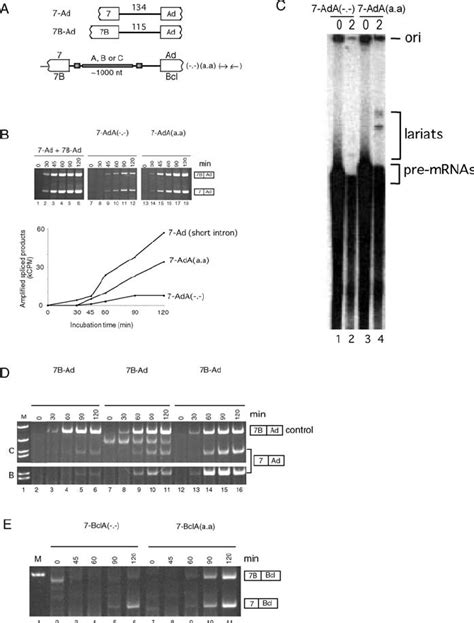 Binding Sites For Hnrnp A1 A2 Stimulate The In Vitro Removal Of Download Scientific Diagram