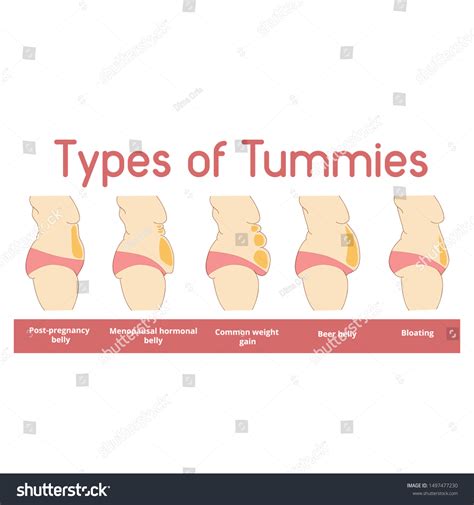 5 812 Belly Types Images Stock Photos Vectors Shutterstock