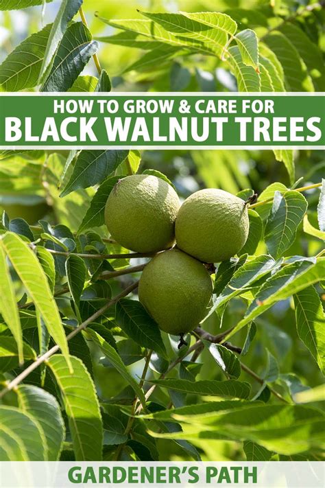 How To Grow And Care For Black Walnut Trees Sky Forbes