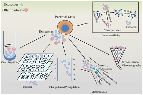 Summary Of Common Methods Used For Exosome Isolation Evs