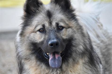 100000 Free Eurasier Vlou Blue And Animal Images Pixabay