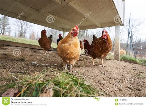 Chickens Eating Green Grass Stock Image Image Of Countryside