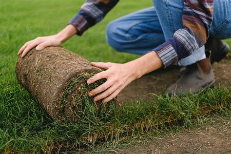 How Long After Laying New Sod Can You Walk On It At Brandy Marler Blog