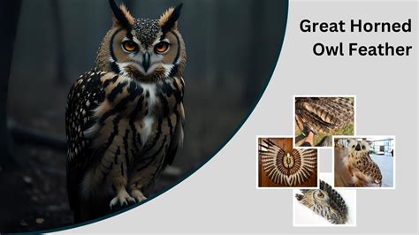 Great Horned Owl Feather Identification Meaning And Symbolism