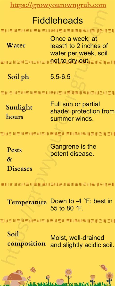 How To Grow Fiddleheads Easily Grow Your Own Grub