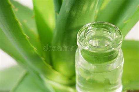 Aloe Vera Plant Herbal Medicine For Skin Treatment And Use In Spa For