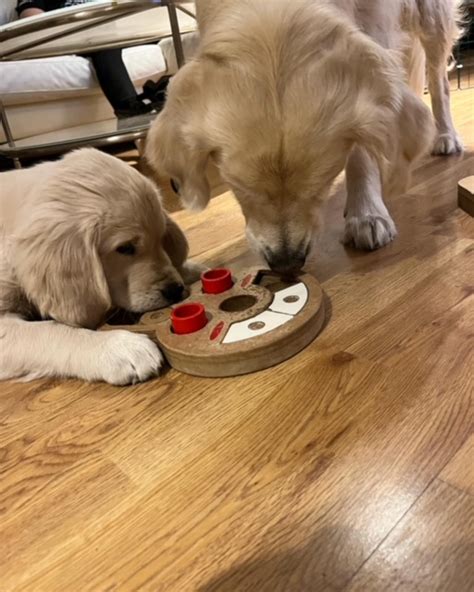 Alla Valpar Har Nu Flyttat Zetagoldengarden