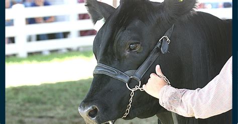 Expected Beef Yield From A Butcher Calf Beef News