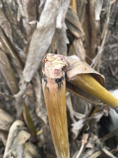 Stalk Rot Diseases In Nebraska Corn Fields Cropwatch Nebraska